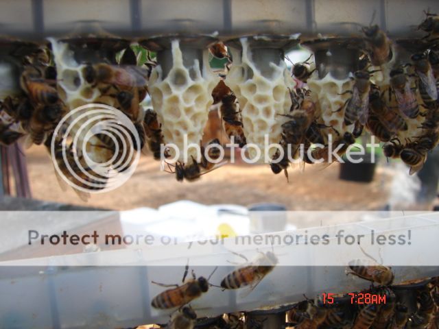 Small Queen Cells | Beesource Beekeeping Forums